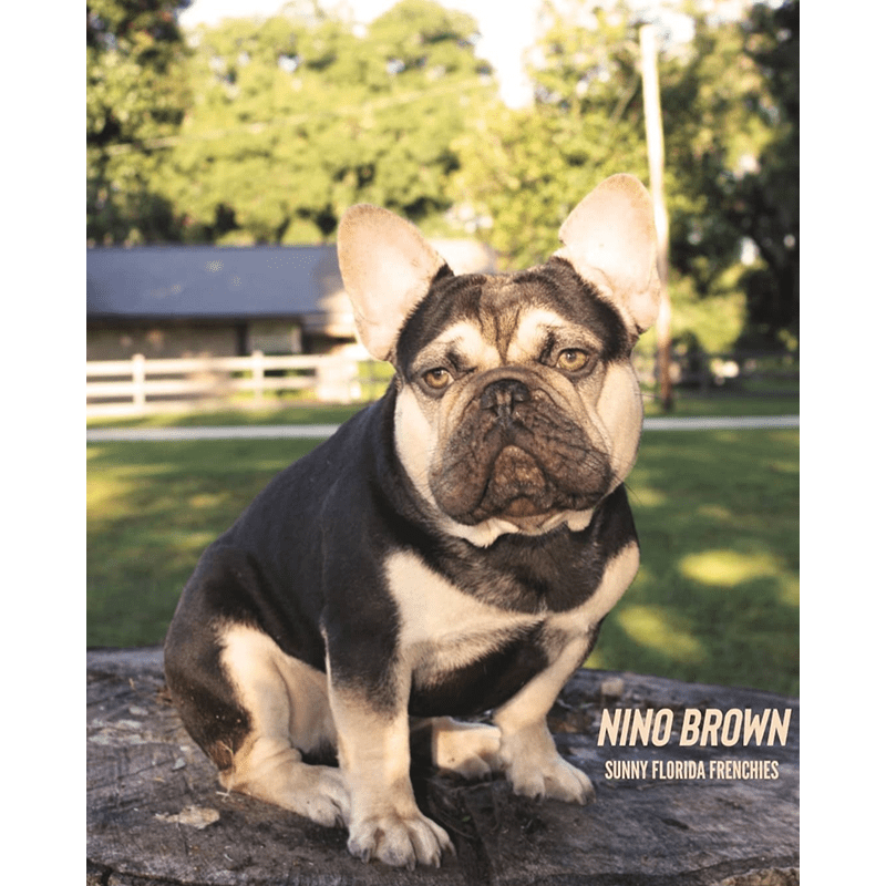 Sunny Florida Frenchies Nino Brown